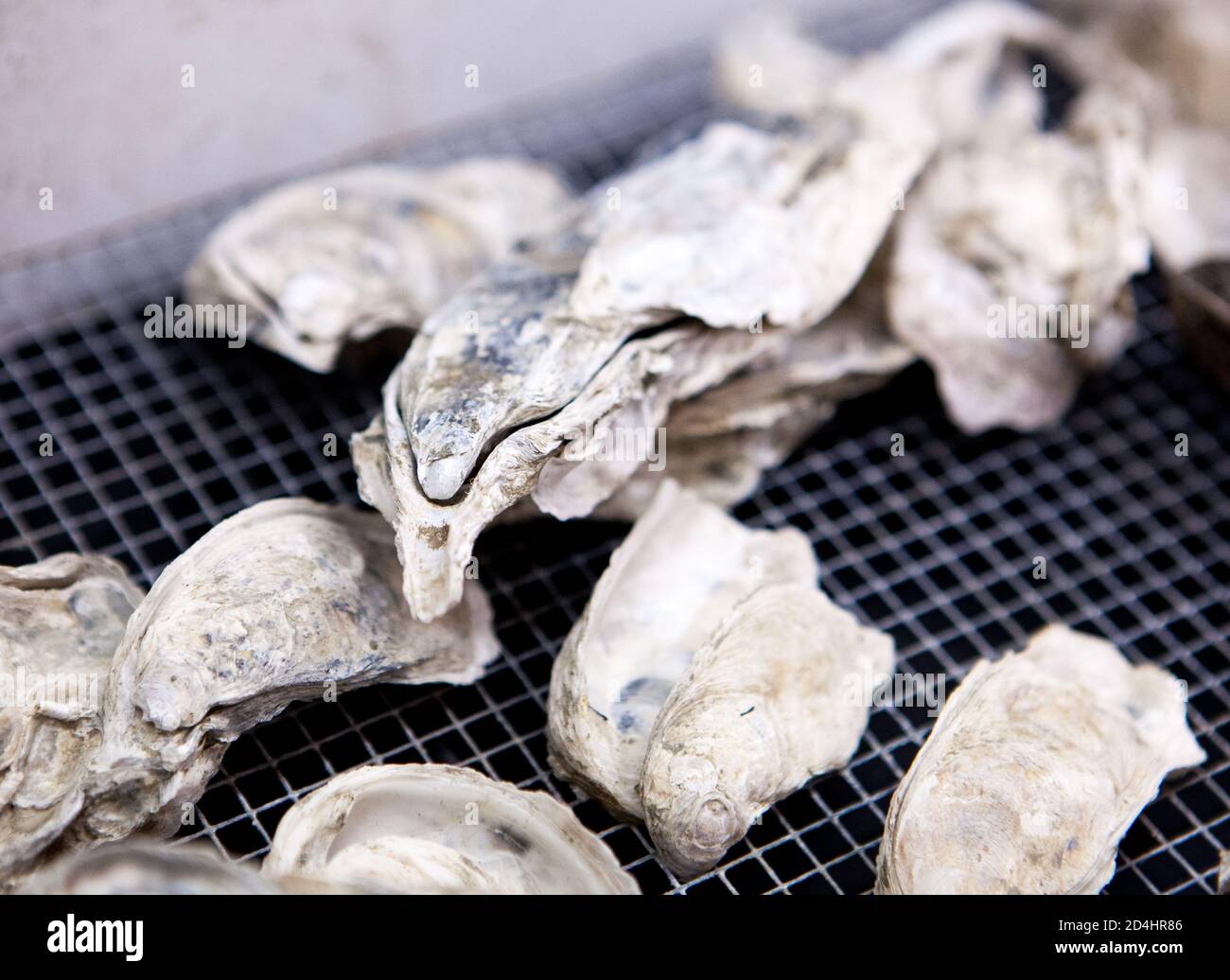 A pile of old eastern oyster shells on a mesh grate after being cleaned ...