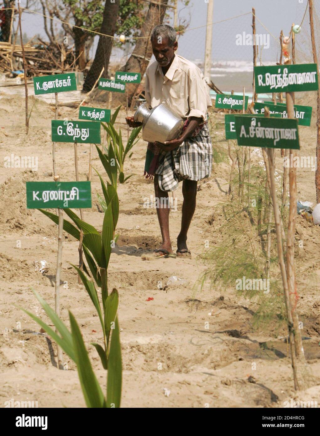 Coconut saplings hi-res stock photography and images - Alamy