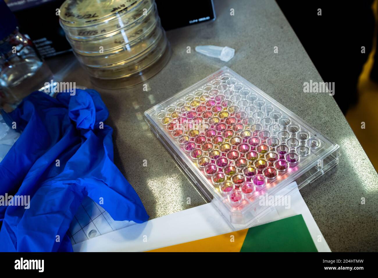 96 wells pipette plate filled with colored samples on a laboratory desk ...