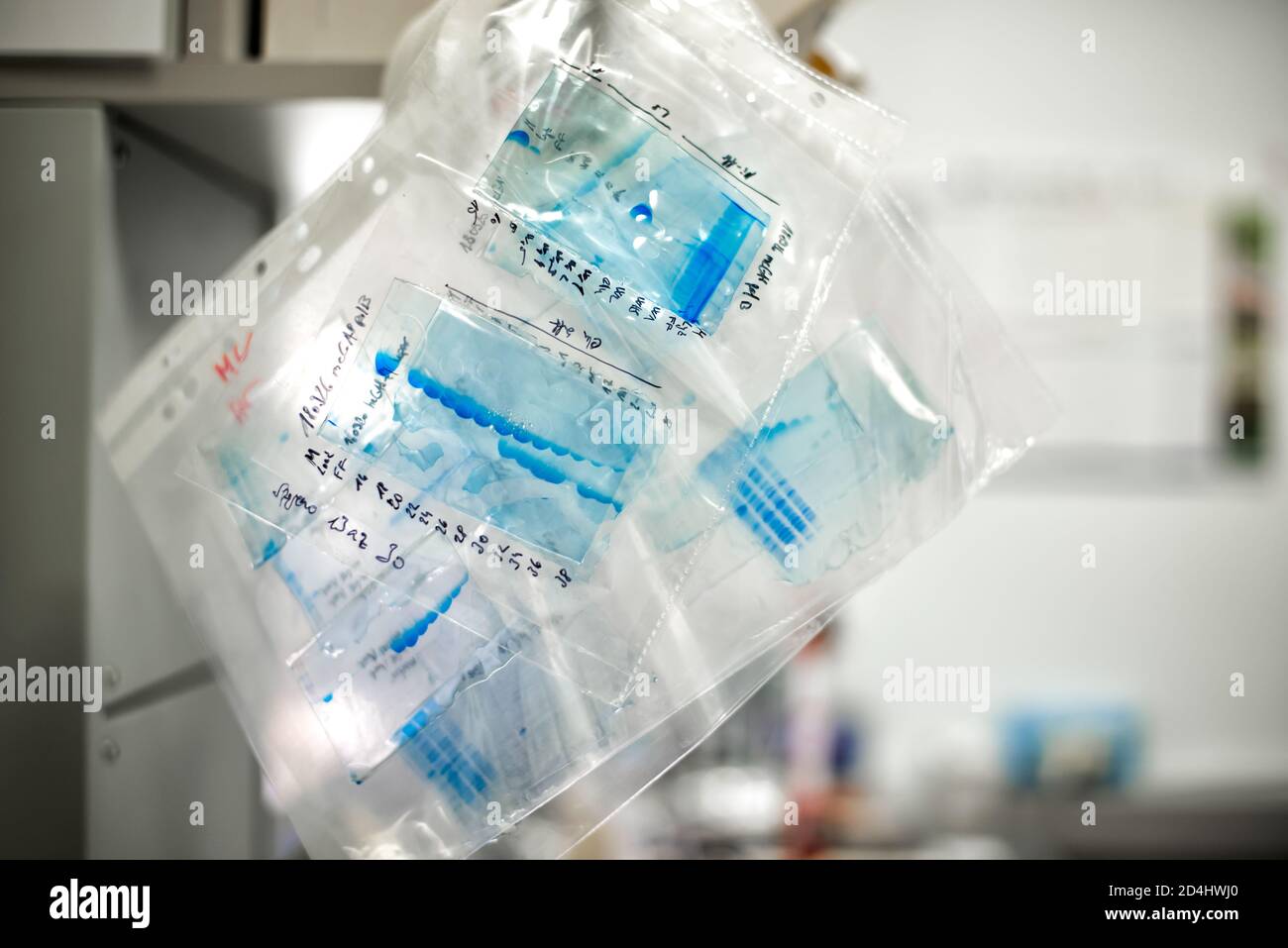 Different molecular weight protein band being separated by gel ...