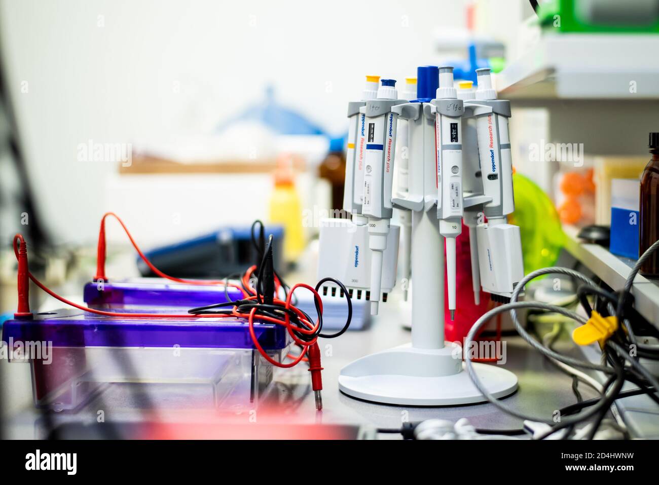 Micropipettes standing in a stand on a table in laboratory. Pipette ...
