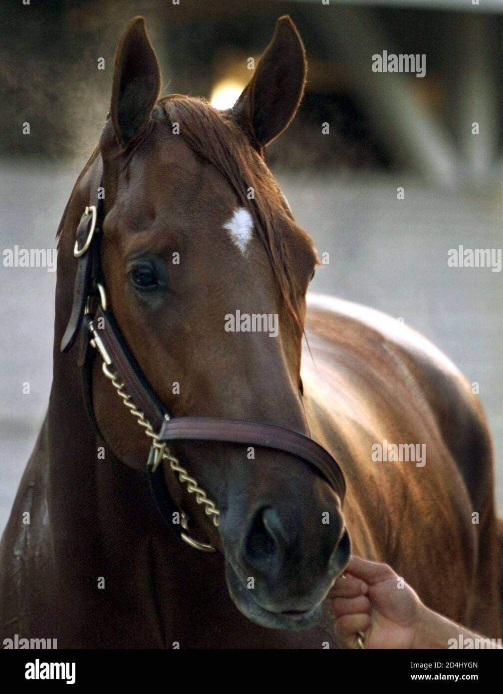 5 point harness hi-res stock photography and images - Alamy