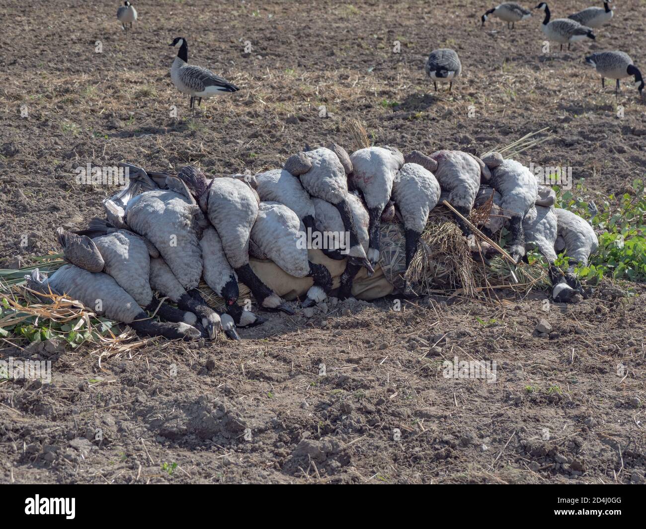 Hunting wild geese ducks snow geese goose hunt Stock Photo - Alamy