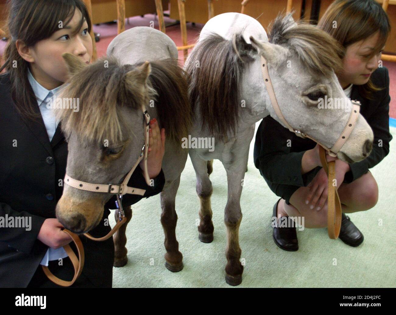 Miniature Horses As Pets