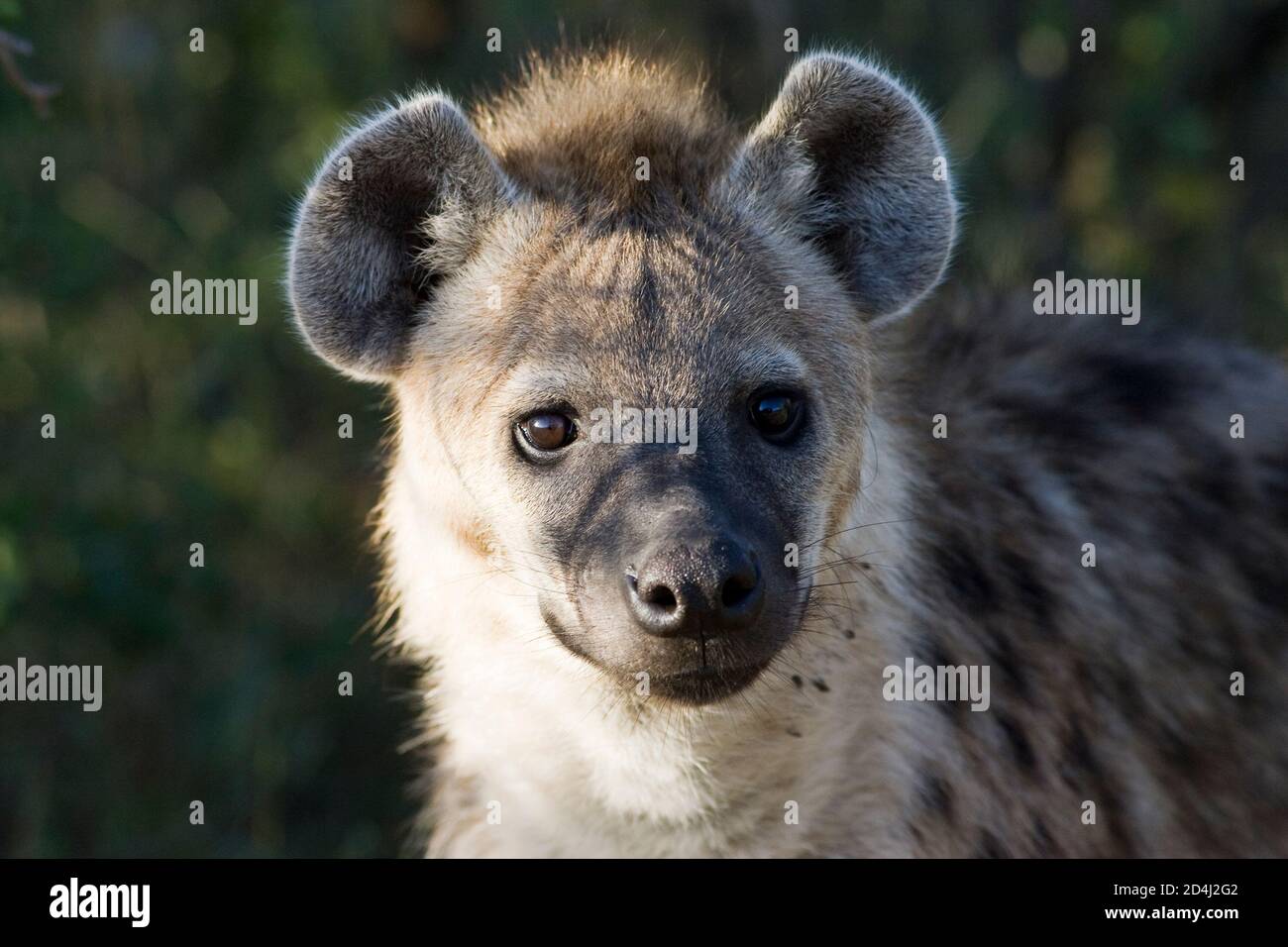 An adult female spotted hyena (Crocuta crocuta) looks around ...