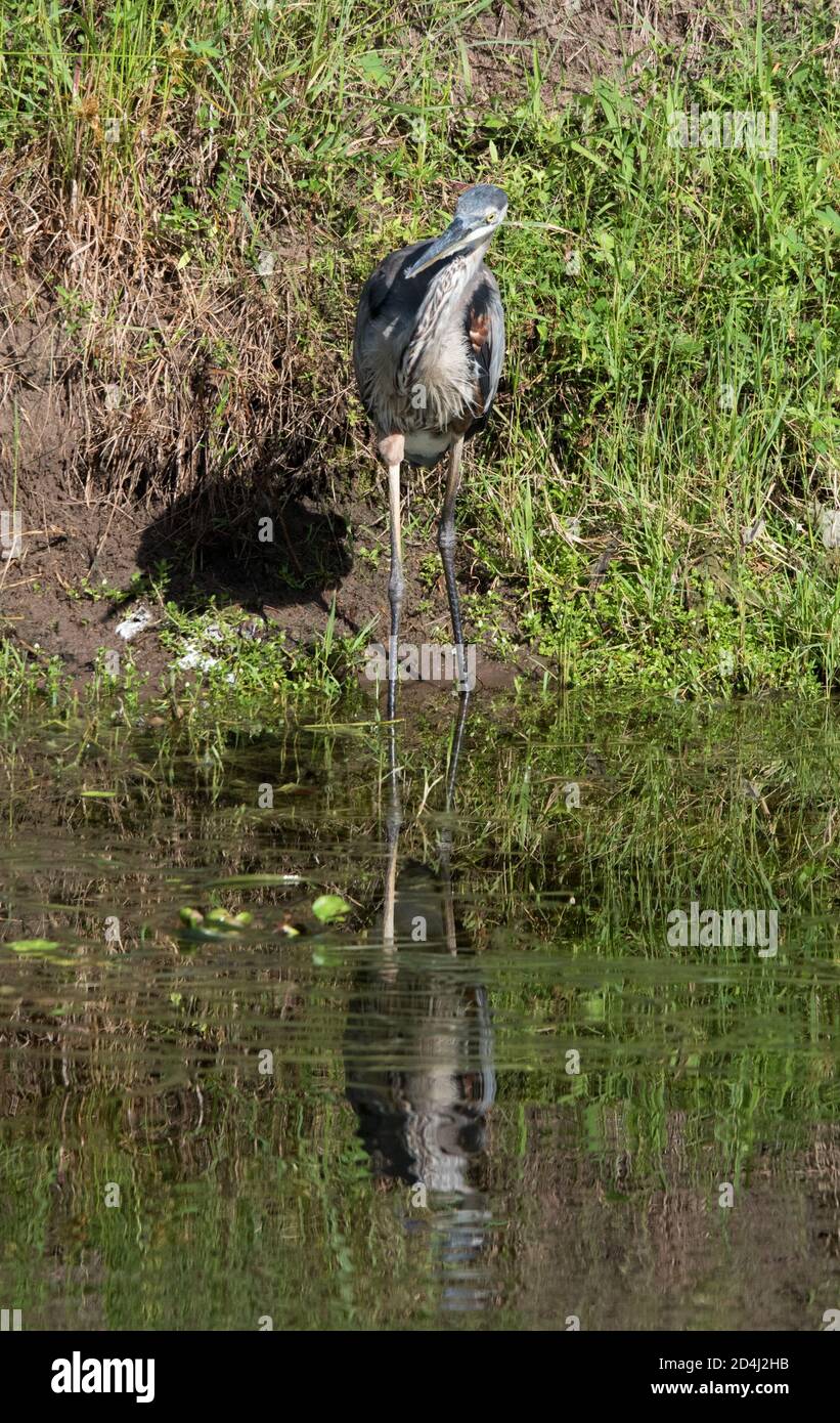 Heron bird with fish hi-res stock photography and images - Alamy