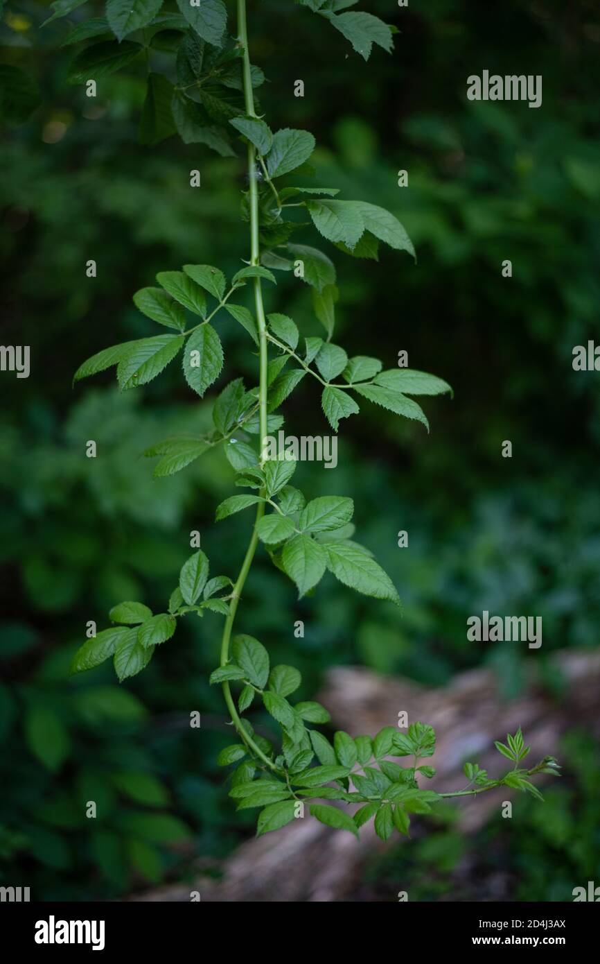 Dunback hi-res stock photography and images - Alamy