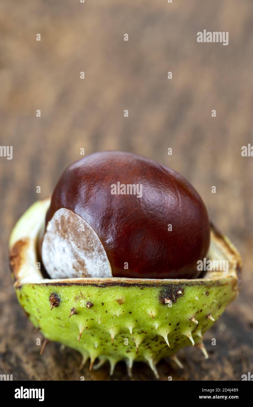 Kastanien blüte hi-res stock photography and images - Alamy