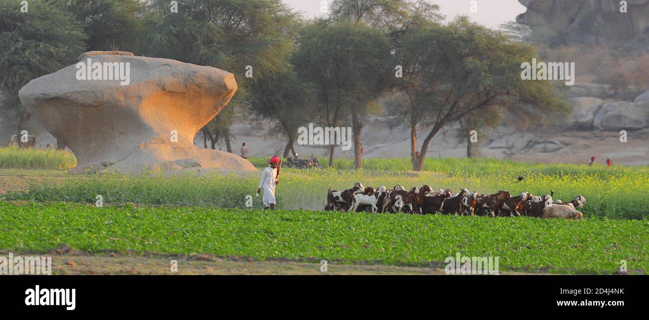 Image of a Shepard walking with his cattle grazing in the grasslands at ...