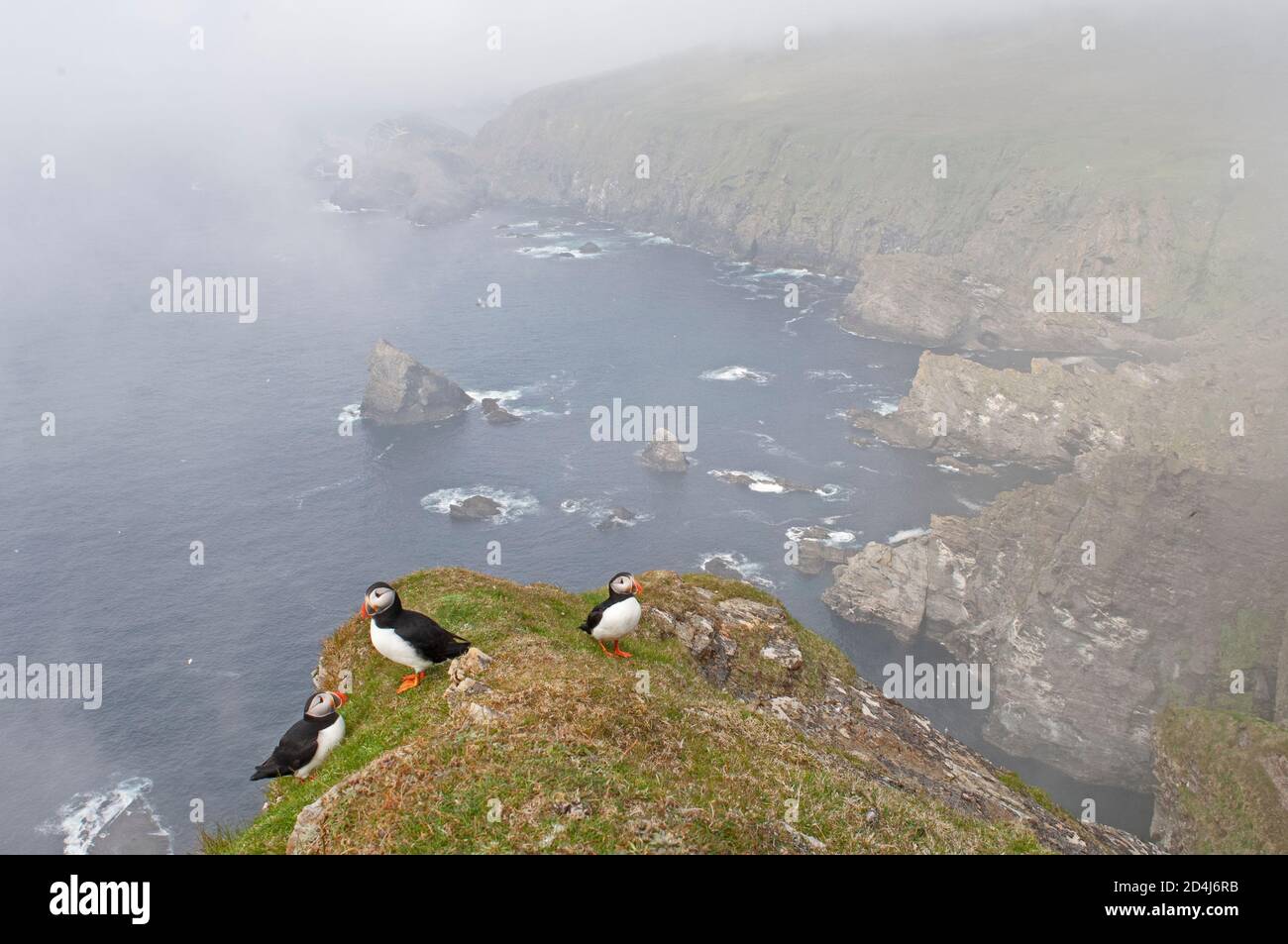 Hermaness nature reserve puffins hi-res stock photography and images ...