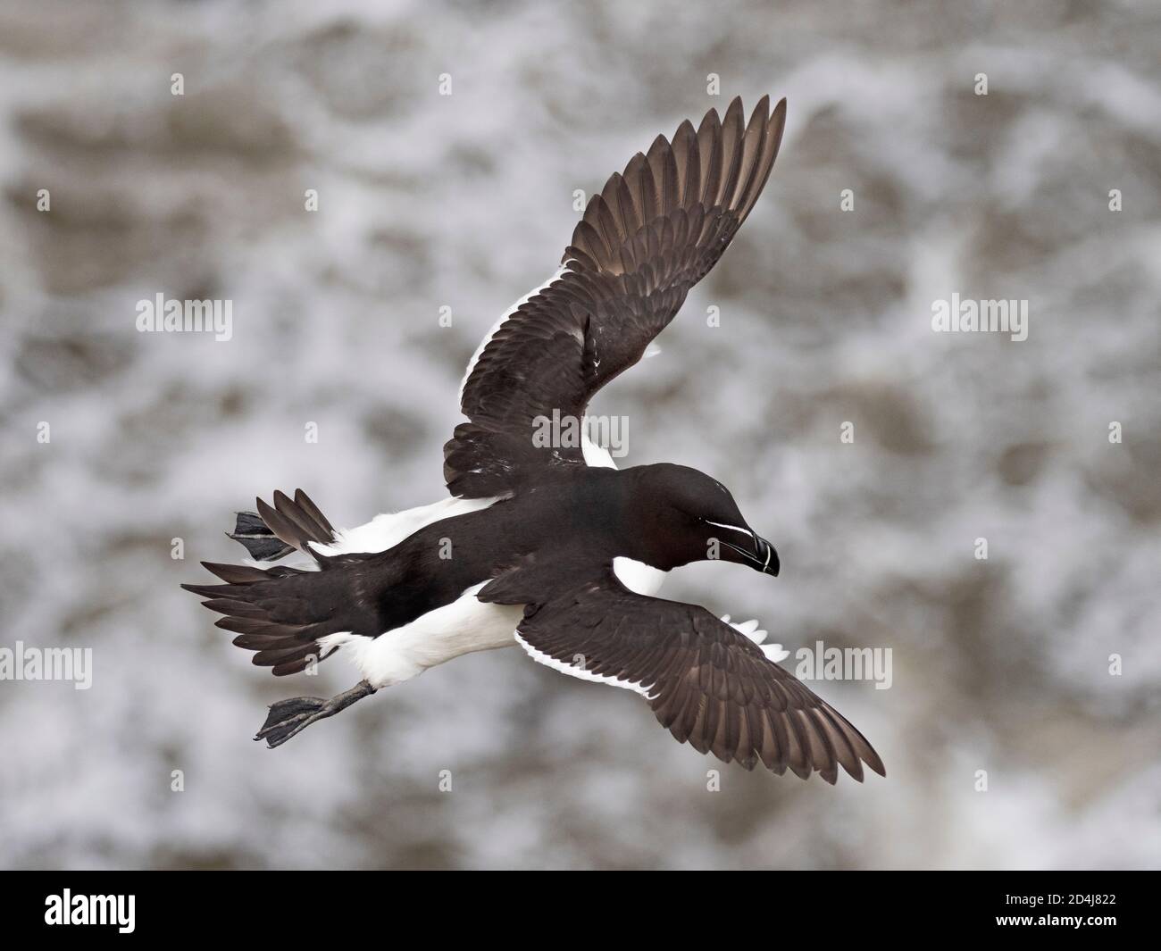 Razorbill, Alca torda, Bempton Cliffs RSPB Reserve, Yorkshire, summer ...