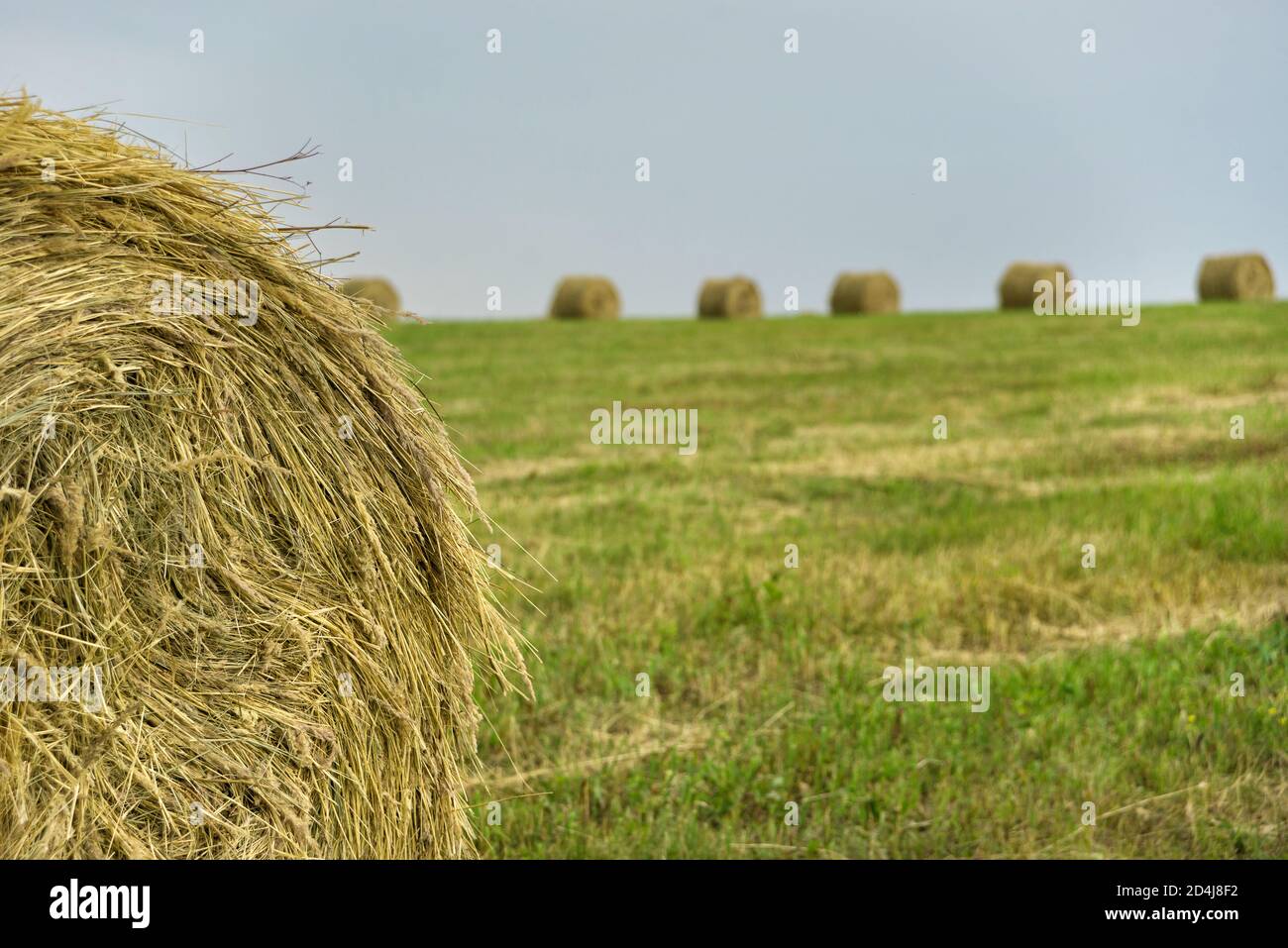 Farm field with rolls of hay on a background of cloudy sky. Natural ...