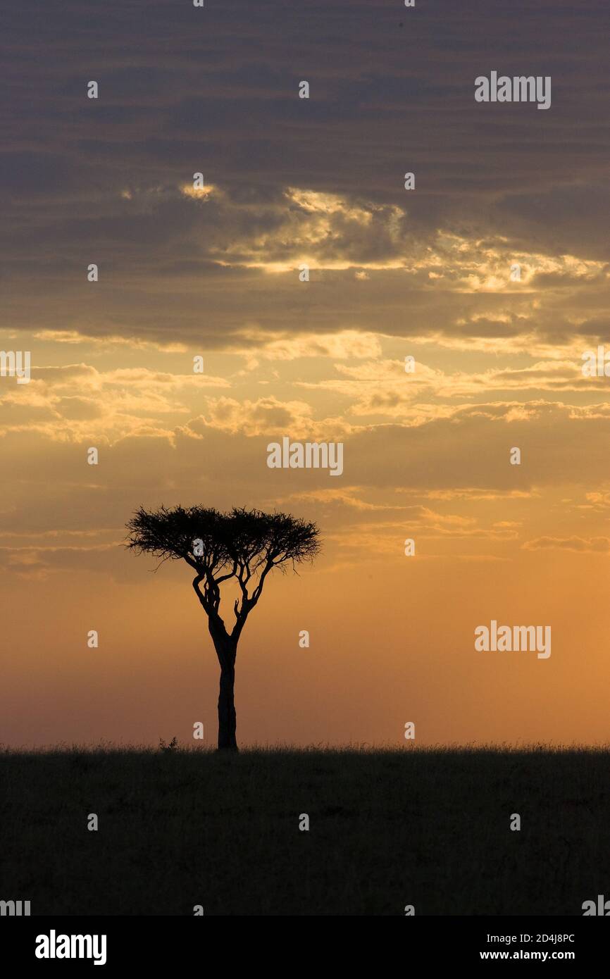 Vachellia abyssinica hi-res stock photography and images - Alamy
