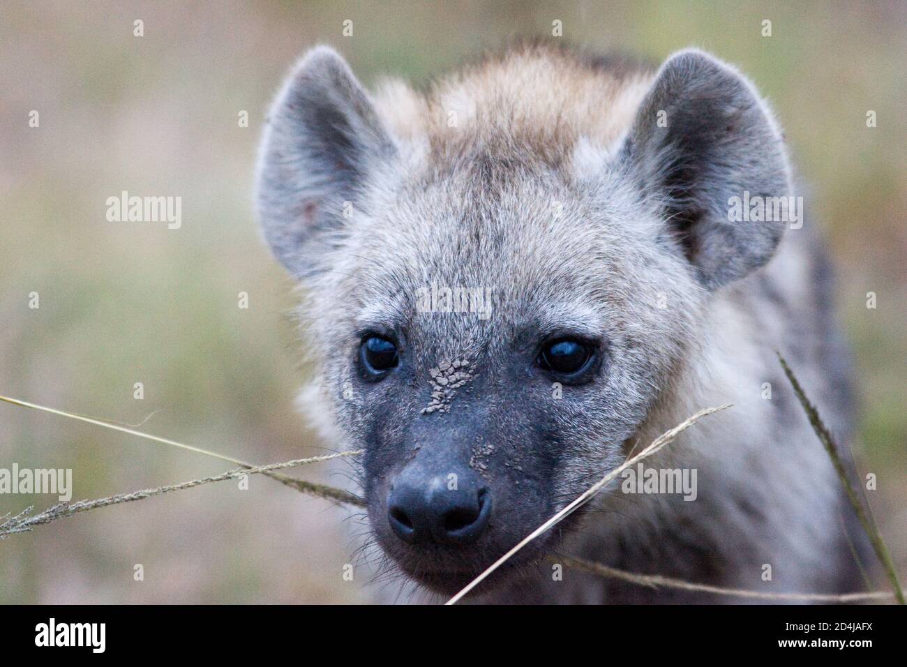 A young spotted hyena (Crocuta crocuta) with some mud on its face peers ...