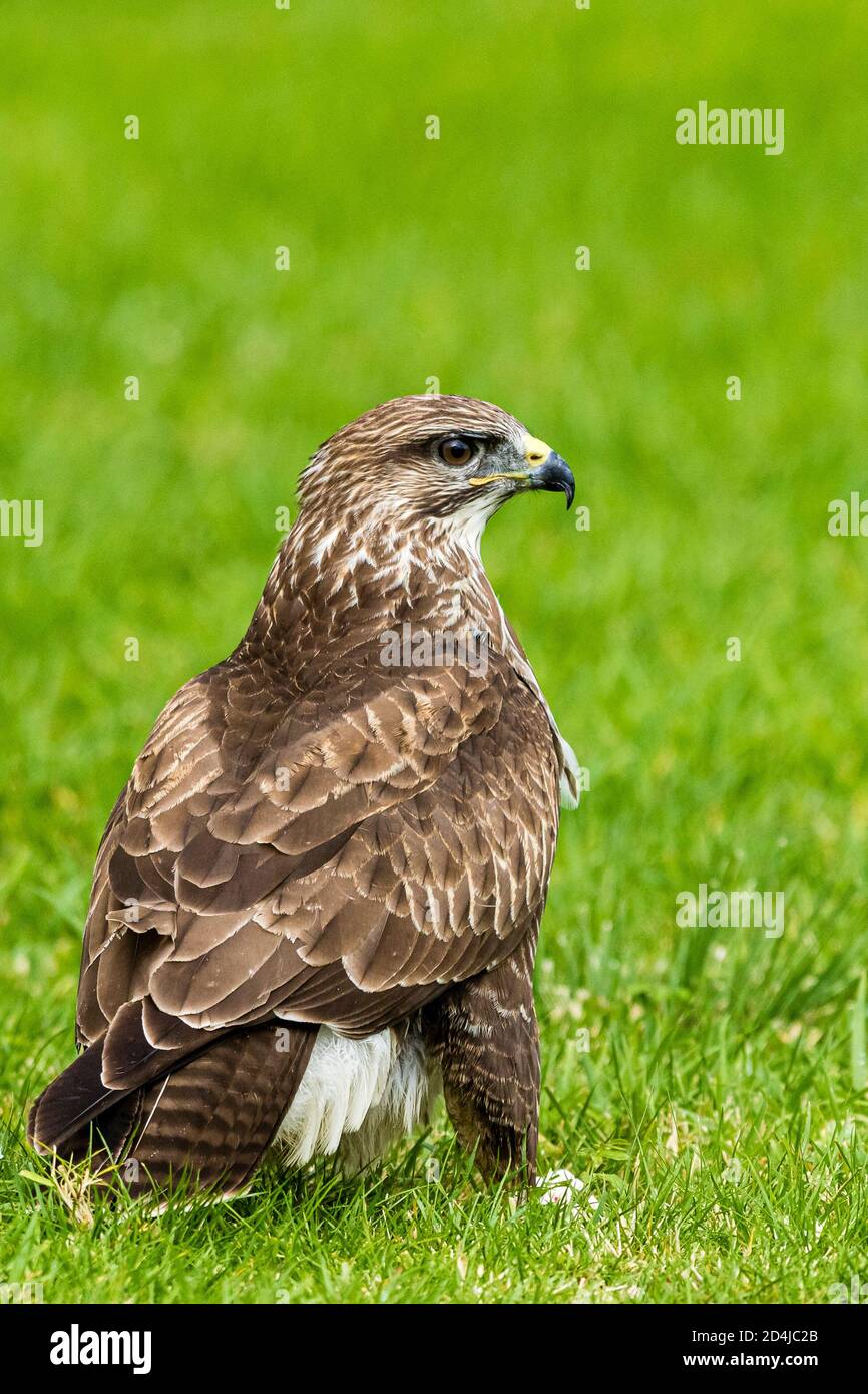 Common buzzard foraging on the ground in autumn in mid Wales Stock ...
