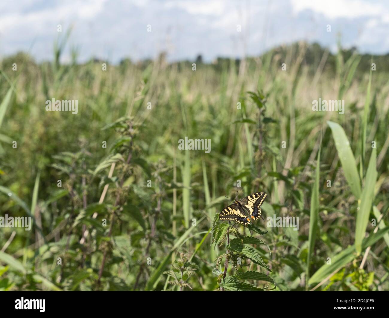 Swallowtail butterfly, Papilio machaon, Norfolk Broads, UK, June Stock ...