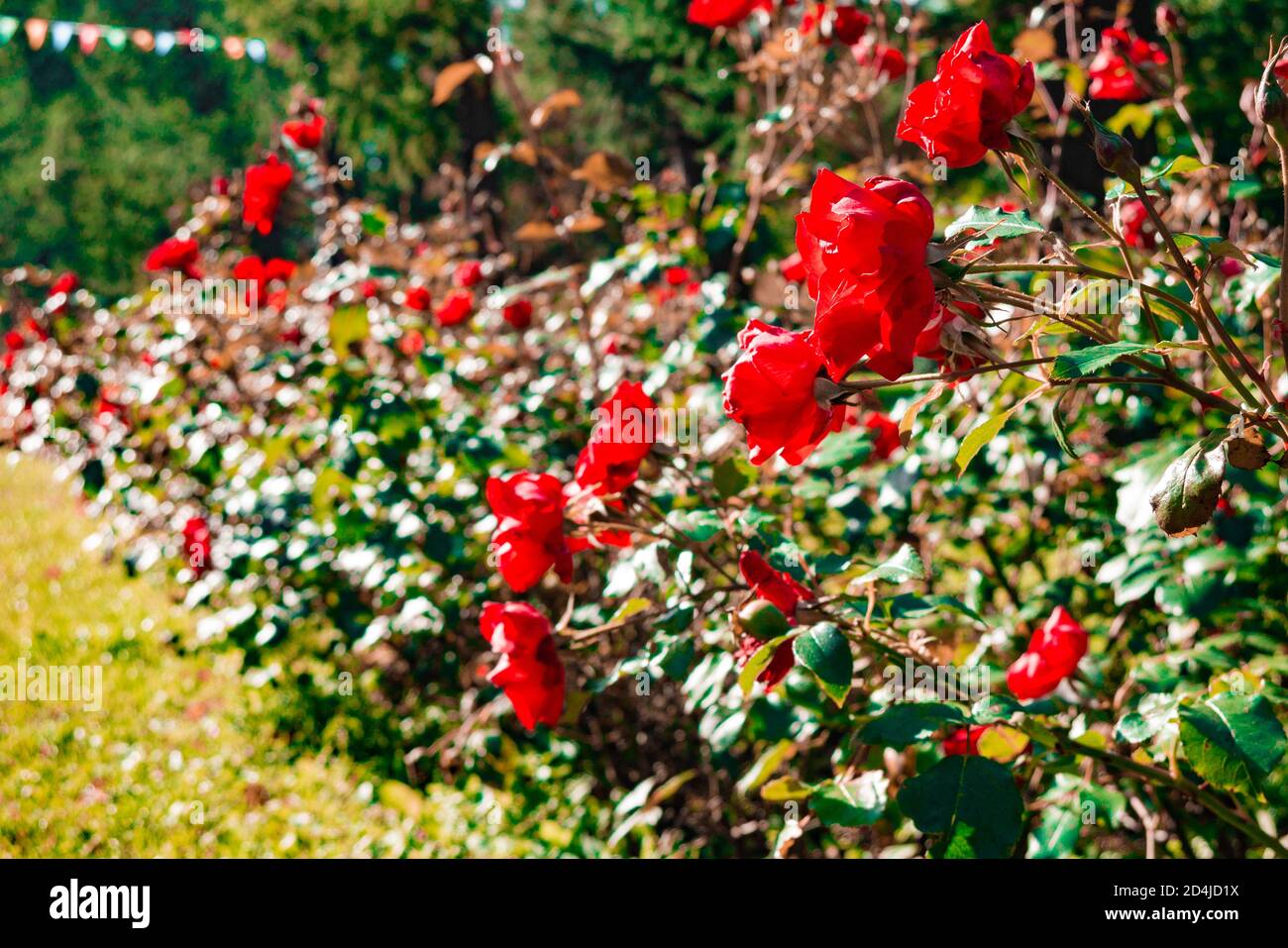 Beautiful red roses against the greenery Stock Photo - Alamy