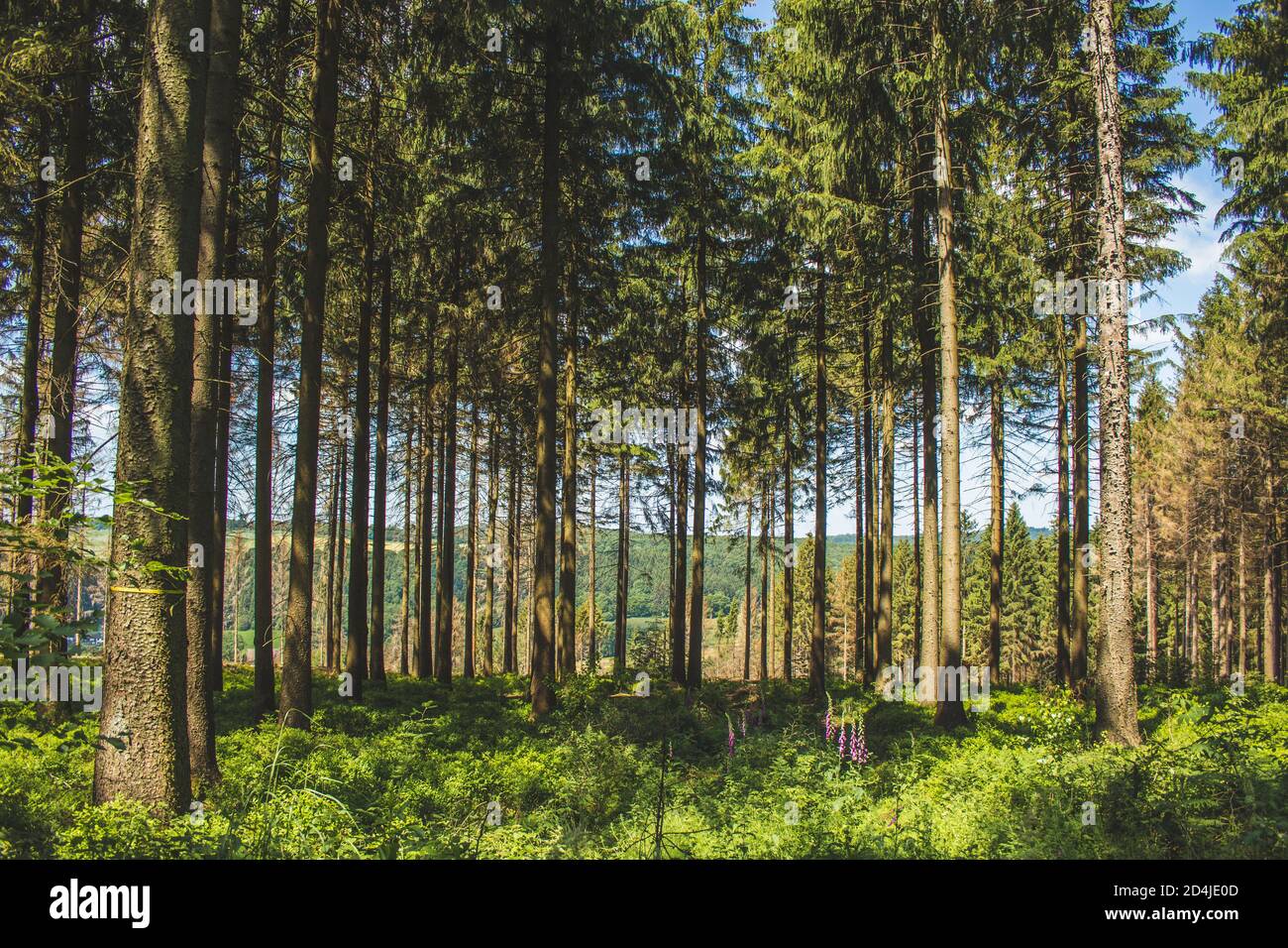 Beautiful green forest at Teutoburg Forest, North Rhine Westphalia ...