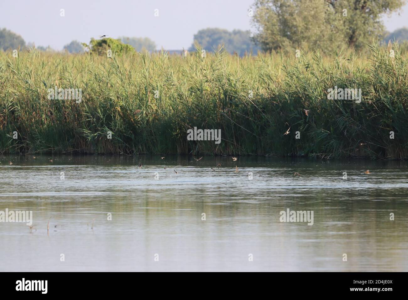 Reeds growing in a river, wetland grass Stock Photo - Alamy
