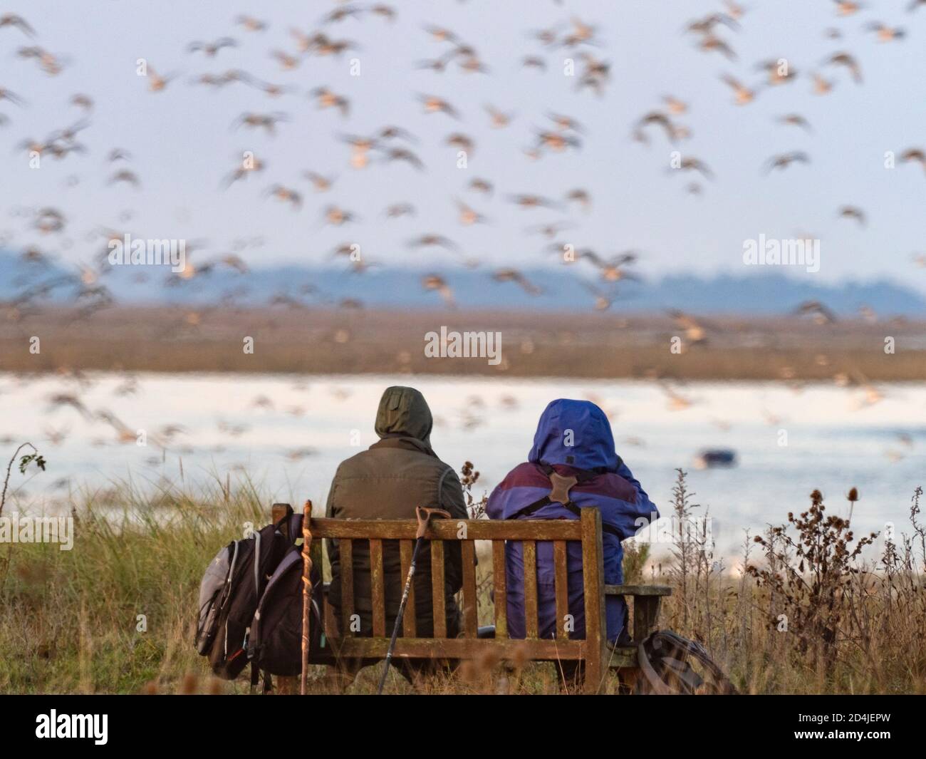 People watching the spectacular high tide Knot roost on the Wash at ...