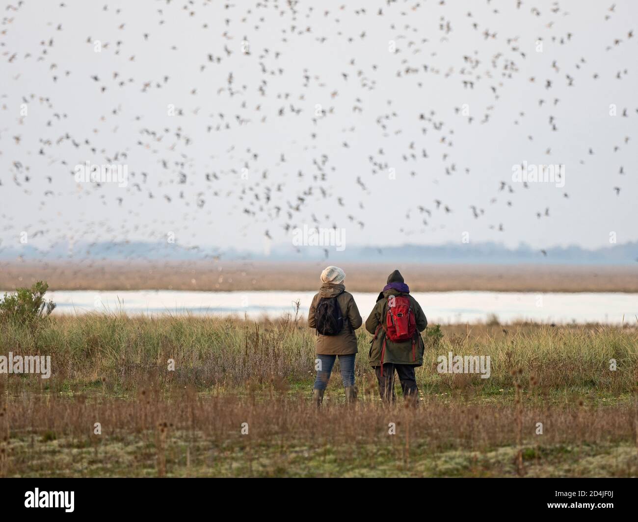 People watching the spectacular high tide Knot roost on the Wash at ...