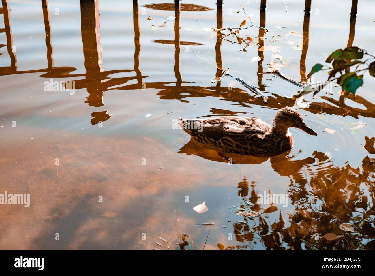 Duck in the water, close-up Stock Photo - Alamy