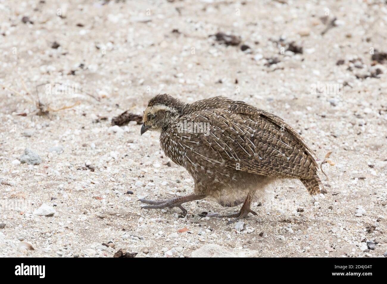African spurfowl hi-res stock photography and images - Alamy