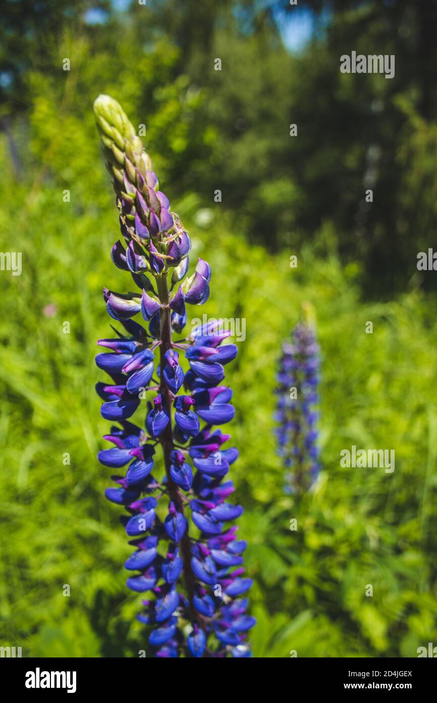 Wild purple lupine flowers growing on a meadow in Germany. Lupine also ...