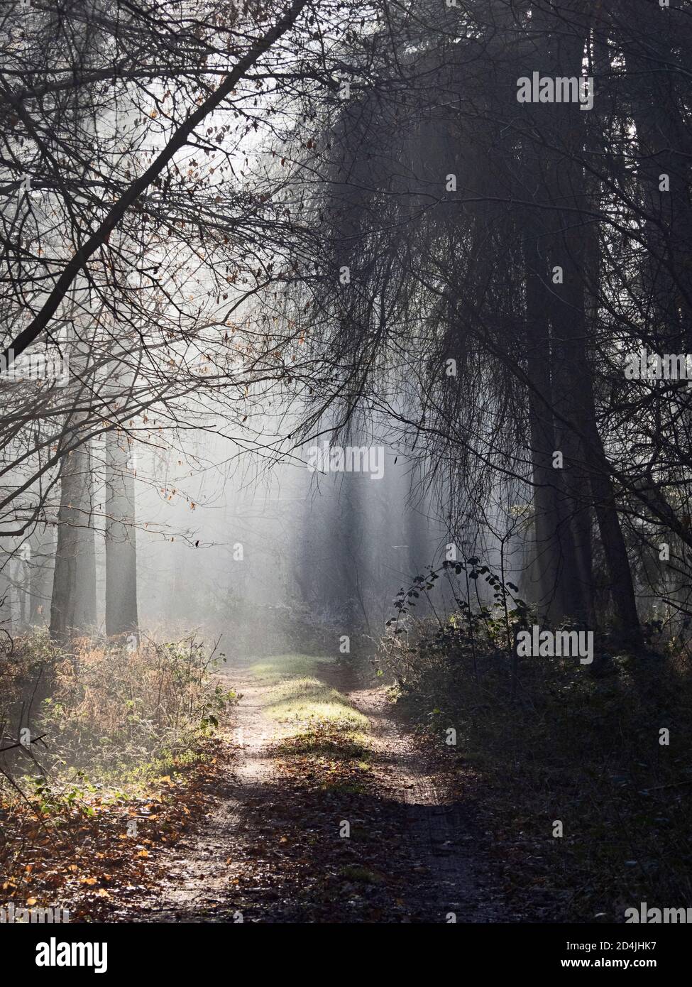 Track through forest north hi-res stock photography and images - Alamy