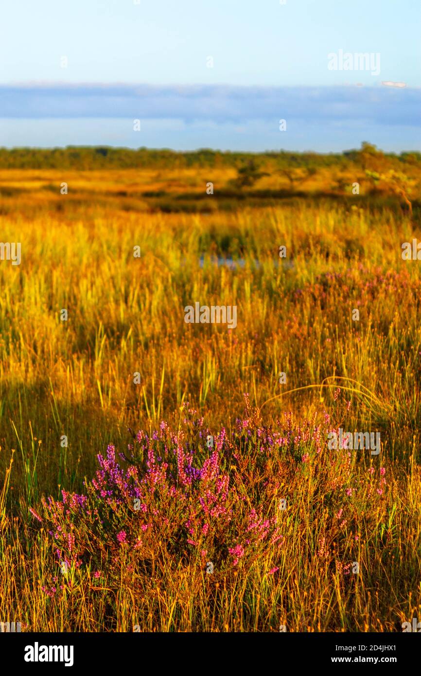 Swamp plant with flowers hi-res stock photography and images - Alamy