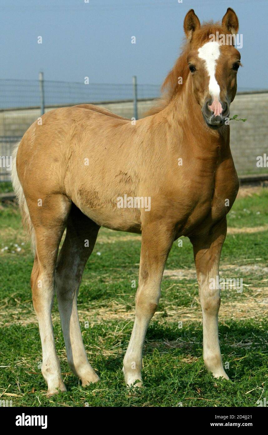 Prometea hi-res stock photography and images - Alamy