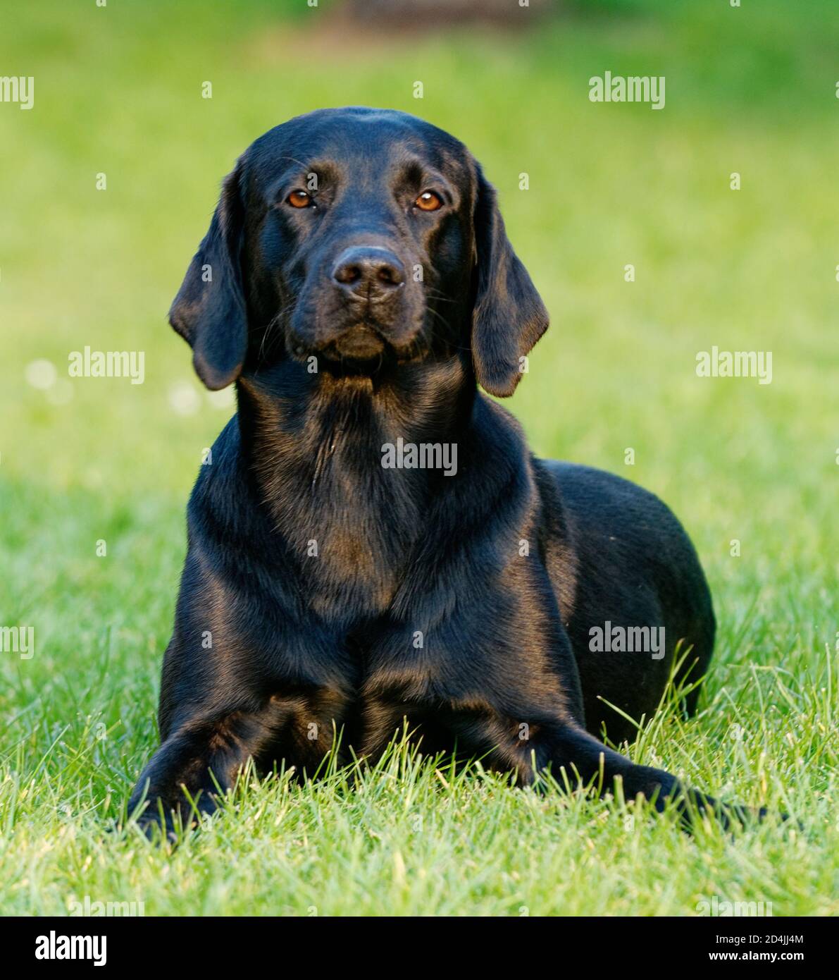 Weasel (Mustela nivalis) Juvenile orphan,in care Stock Photo - Alamy
