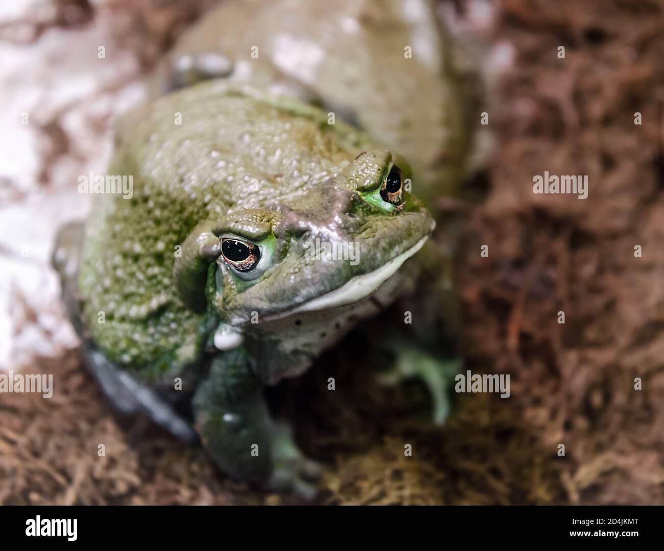 frog with a hypnotic gaze looks at the camera close up Stock Photo - Alamy
