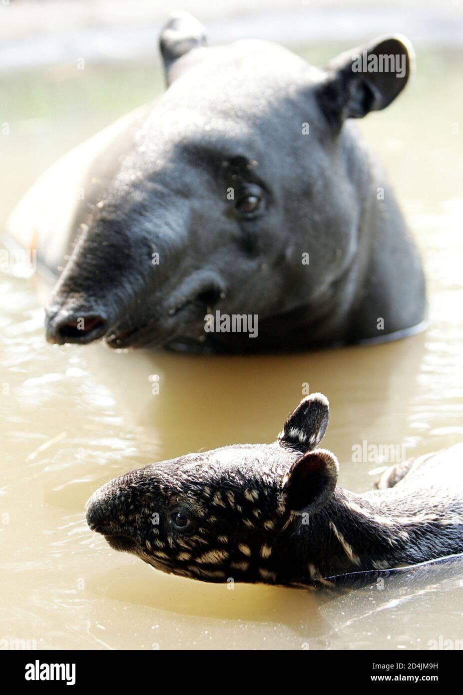 Ragunan animals hi-res stock photography and images - Alamy