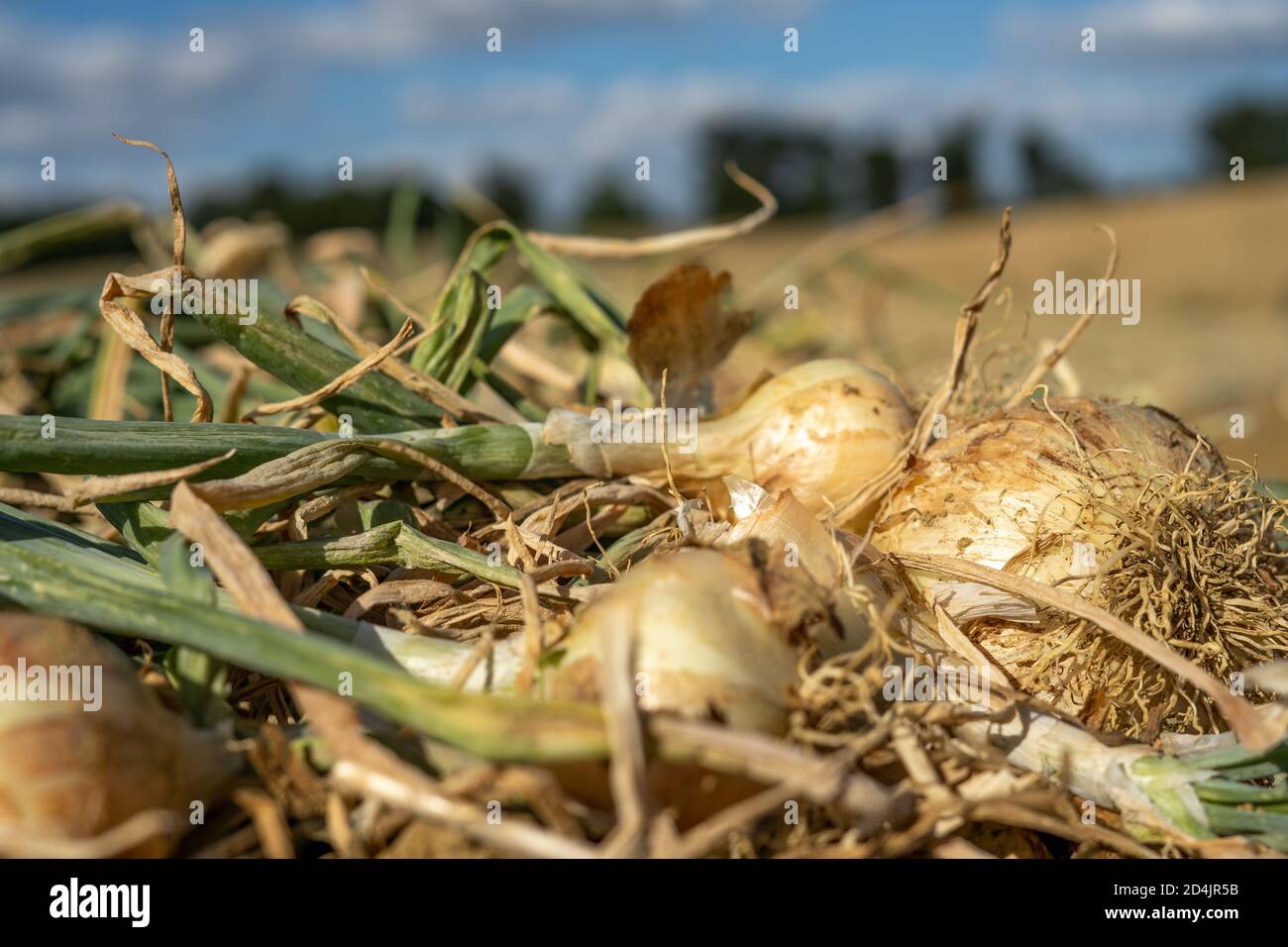 Field with ripe onions for harvest. Productivity of French farmers ...