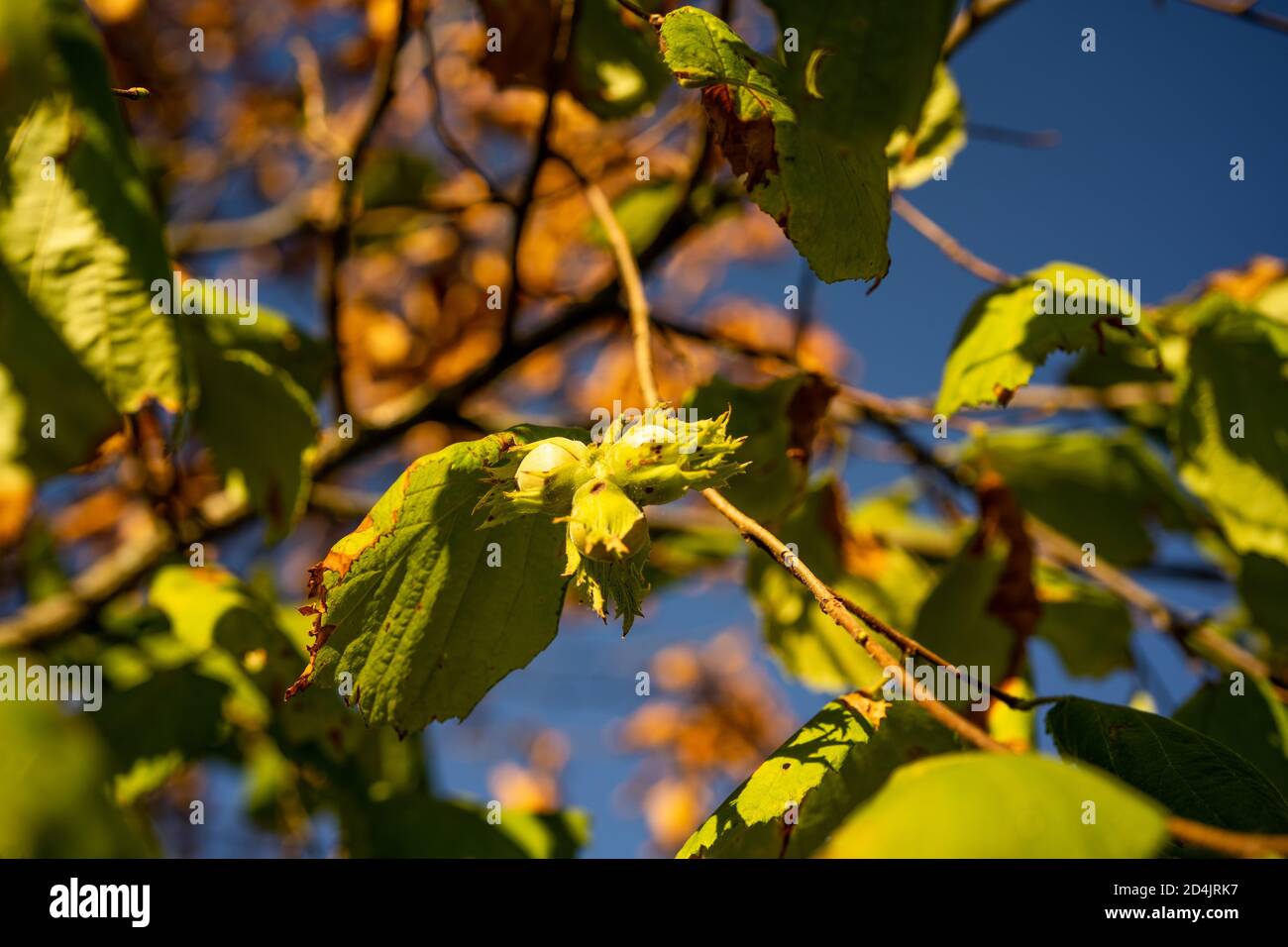 Growing Hazelnuts in their clusters and leaves developing on a twisted ...