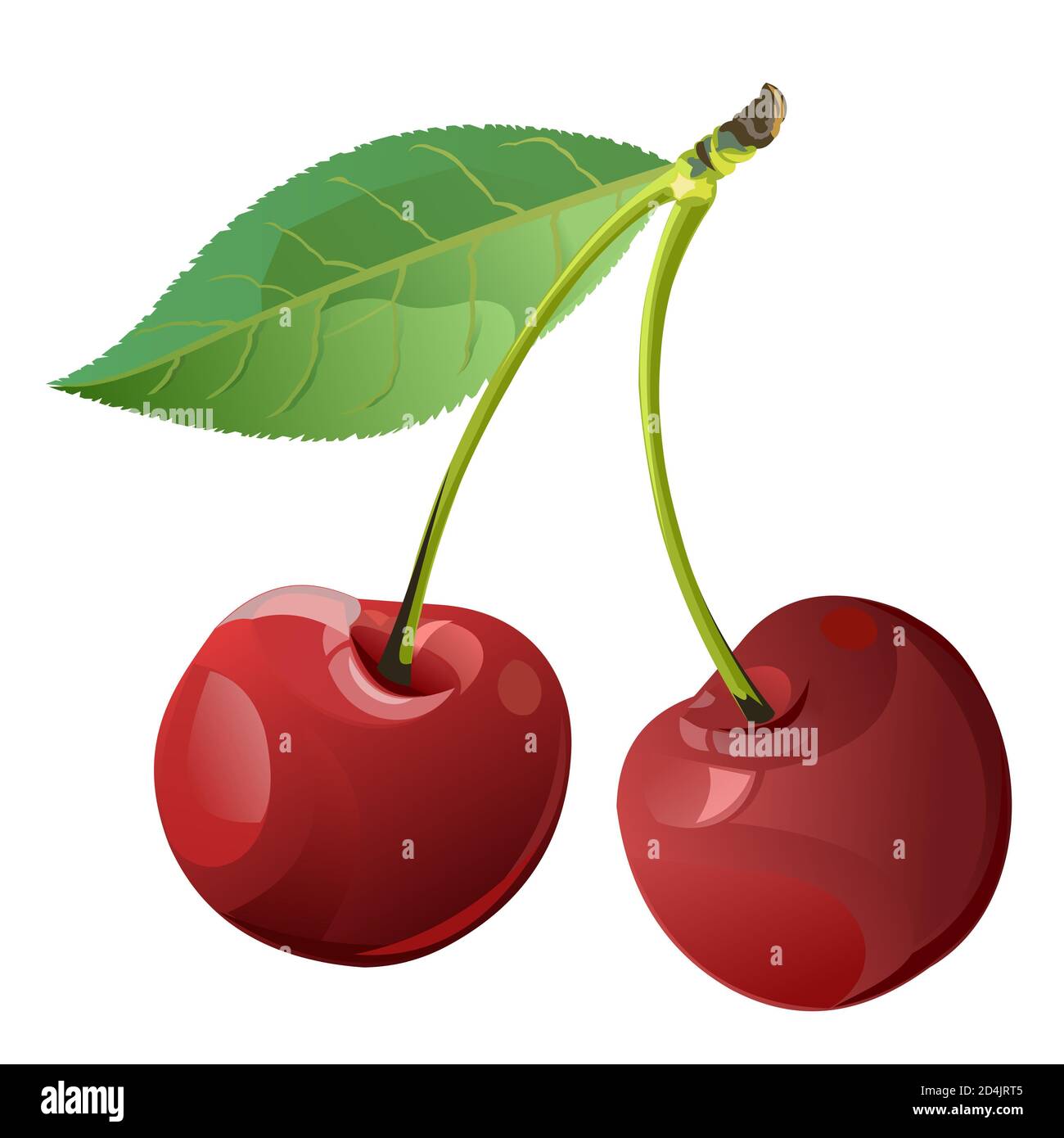 Cherry. Vector. Sweet and sour. Red. Garden fruits. Berry. Fresh, drink ...