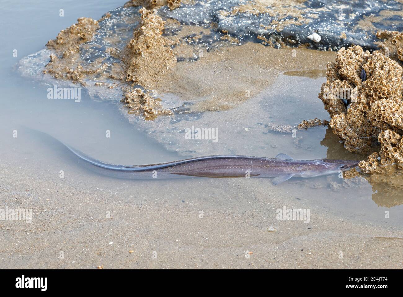 European eel (Anguilla anguilla) migratory adult “silver eel” trapped ...