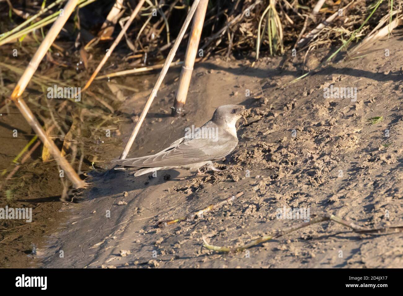 Rock Martin (Ptyonoprogne fuligula filigula) collecting mud for nesting ...