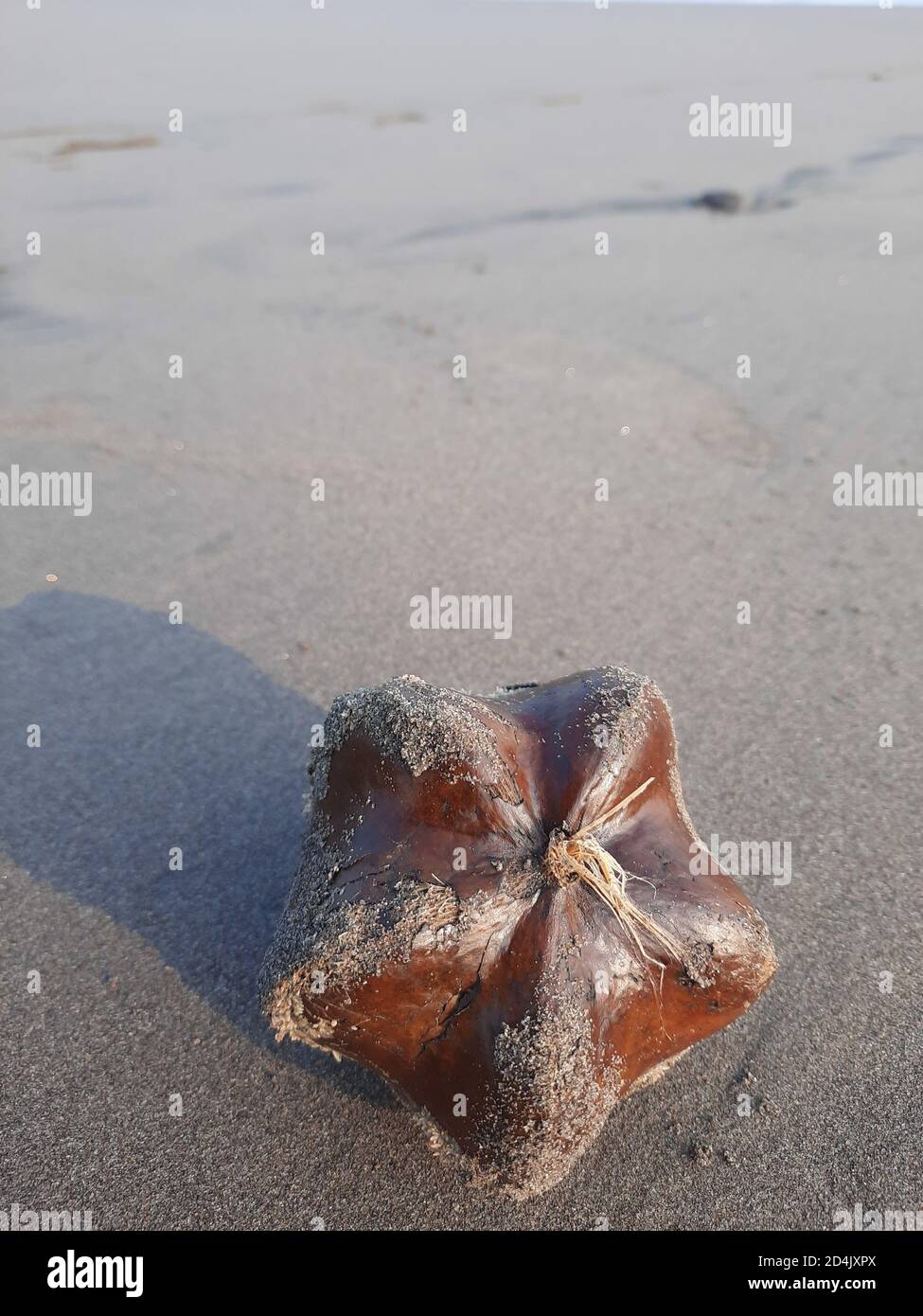 Star shaped closed coconut on sandy beach Stock Photo - Alamy
