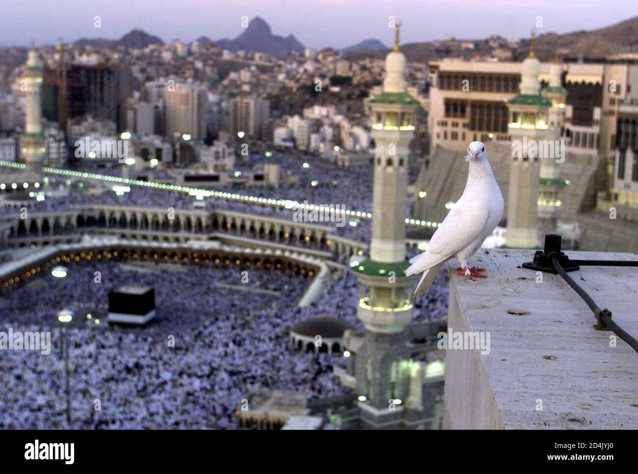 Pigeon over white hi-res stock photography and images - Alamy