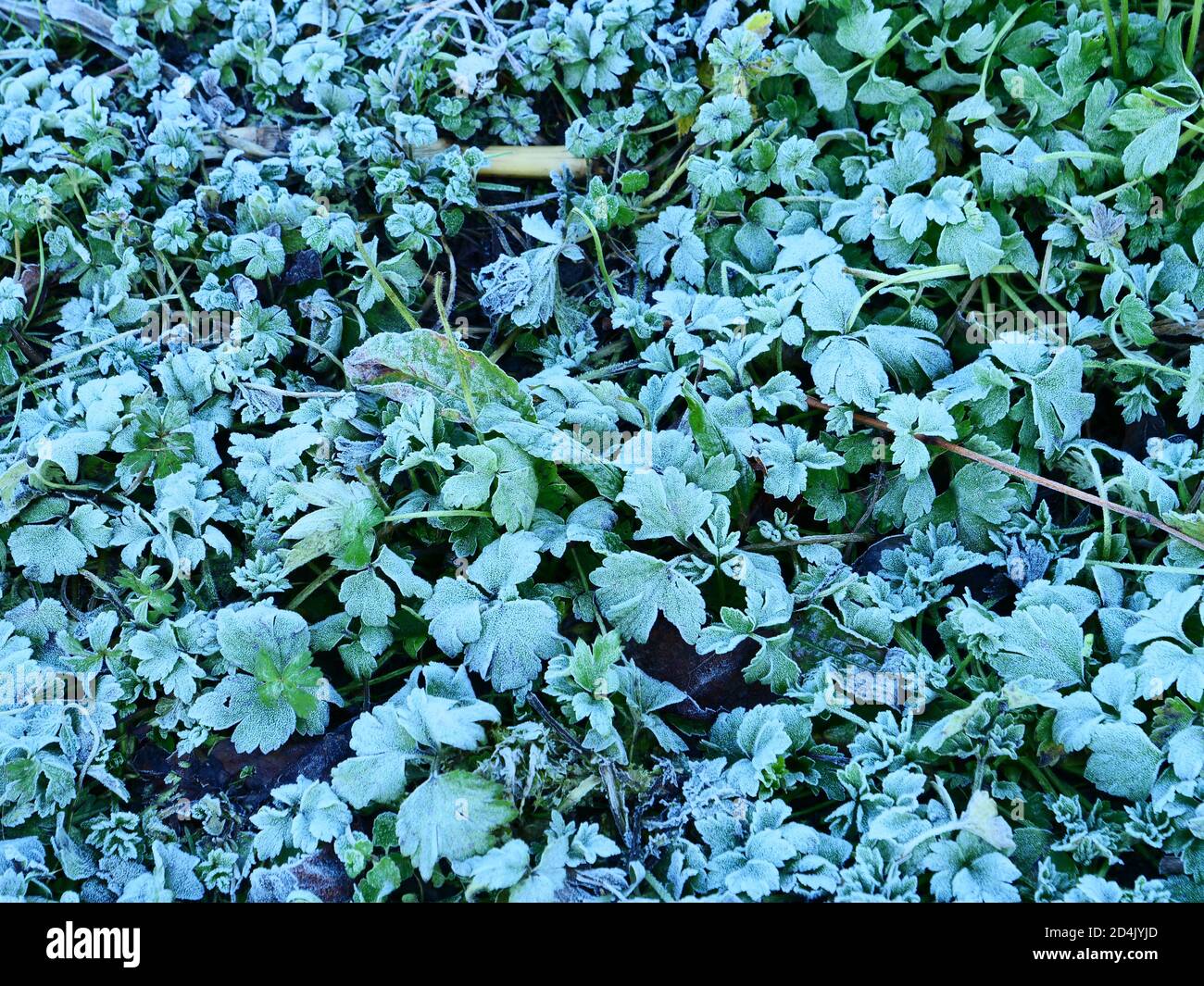 Low growing plants seen covered with a thing ice layer of ground frost ...