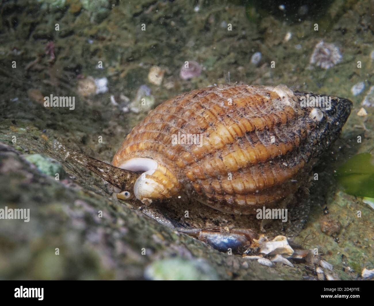 Rock pools in britain hi-res stock photography and images - Alamy