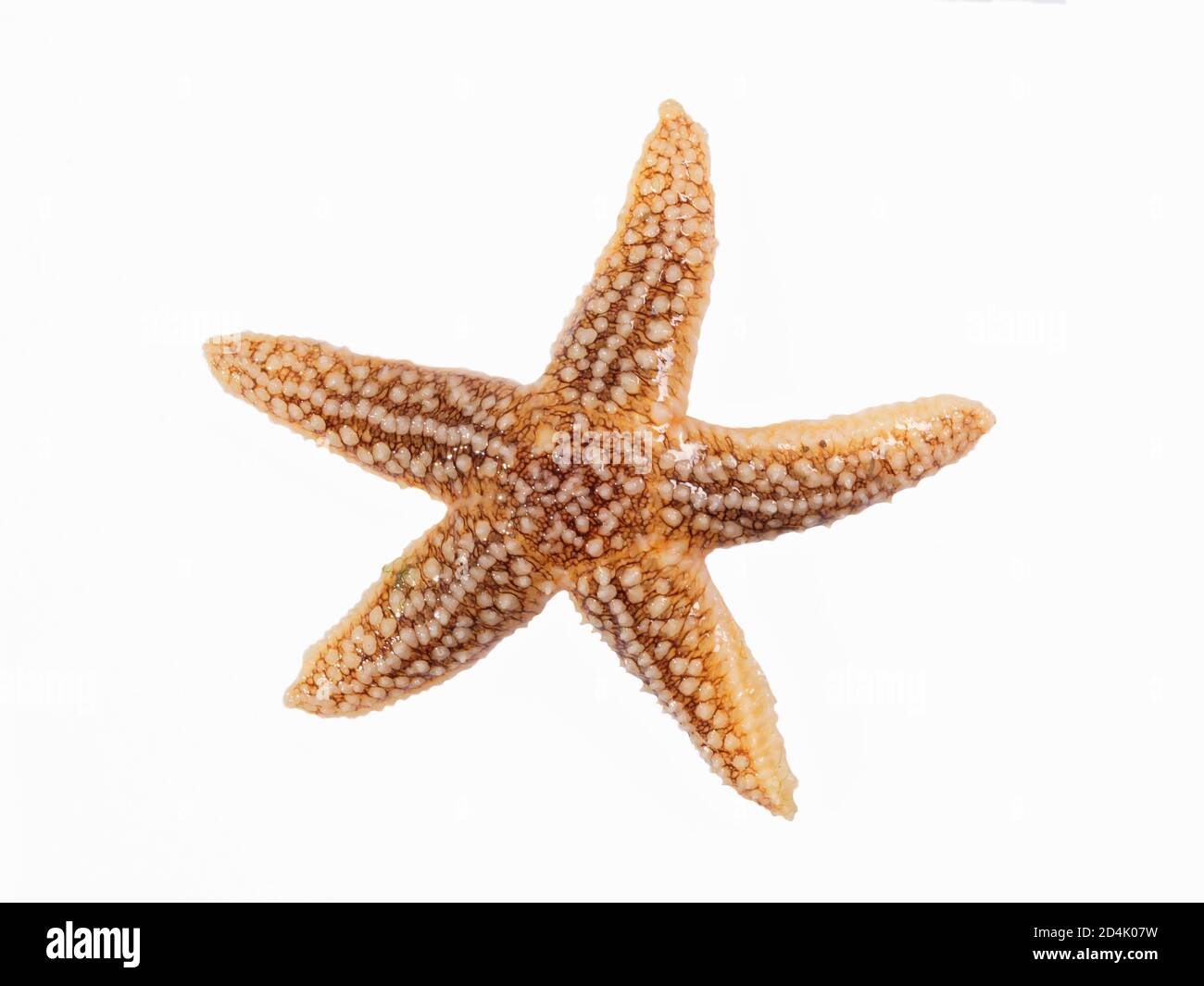 Common Starfish (Asterias rubens) on a white background, The Gower ...