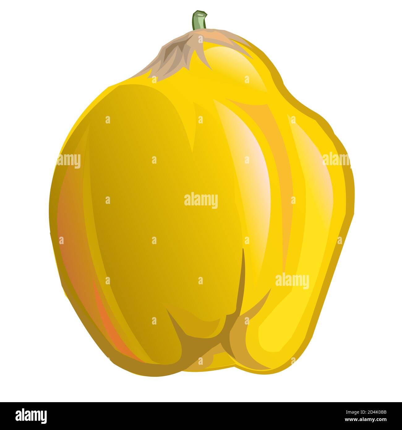 Quince. Vector. Leaf. Garden fruit. Ripe. Vector illustration. Isolated ...