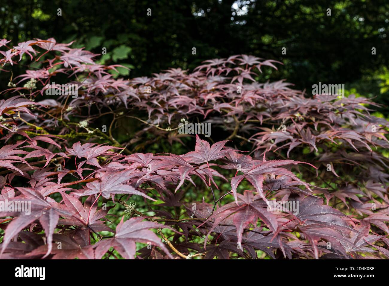 Acer palmatum atropurpureum garden hi-res stock photography and images ...