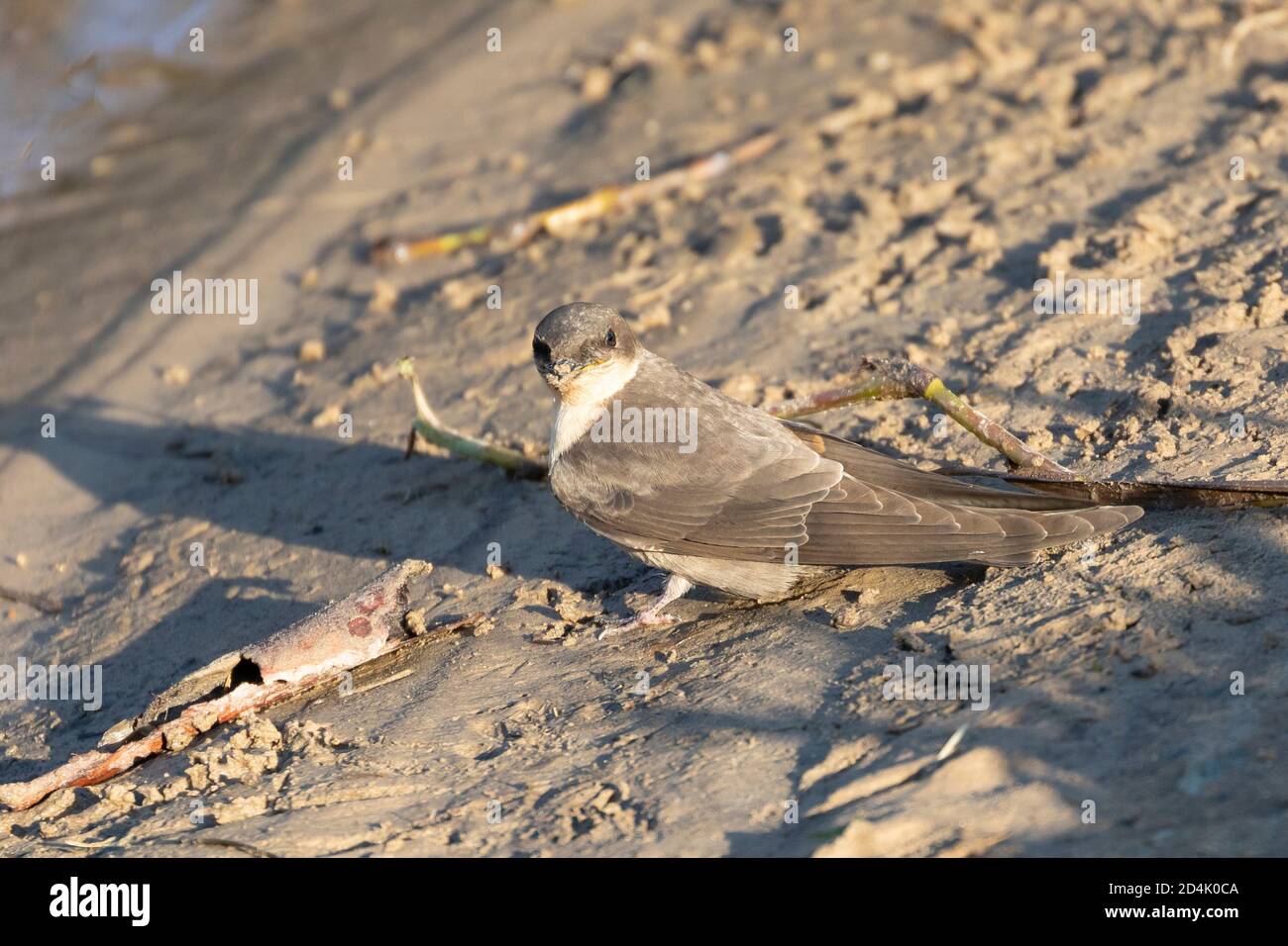 Rock Martin (Ptyonoprogne fuligula filigula) collecting mud for nesting ...
