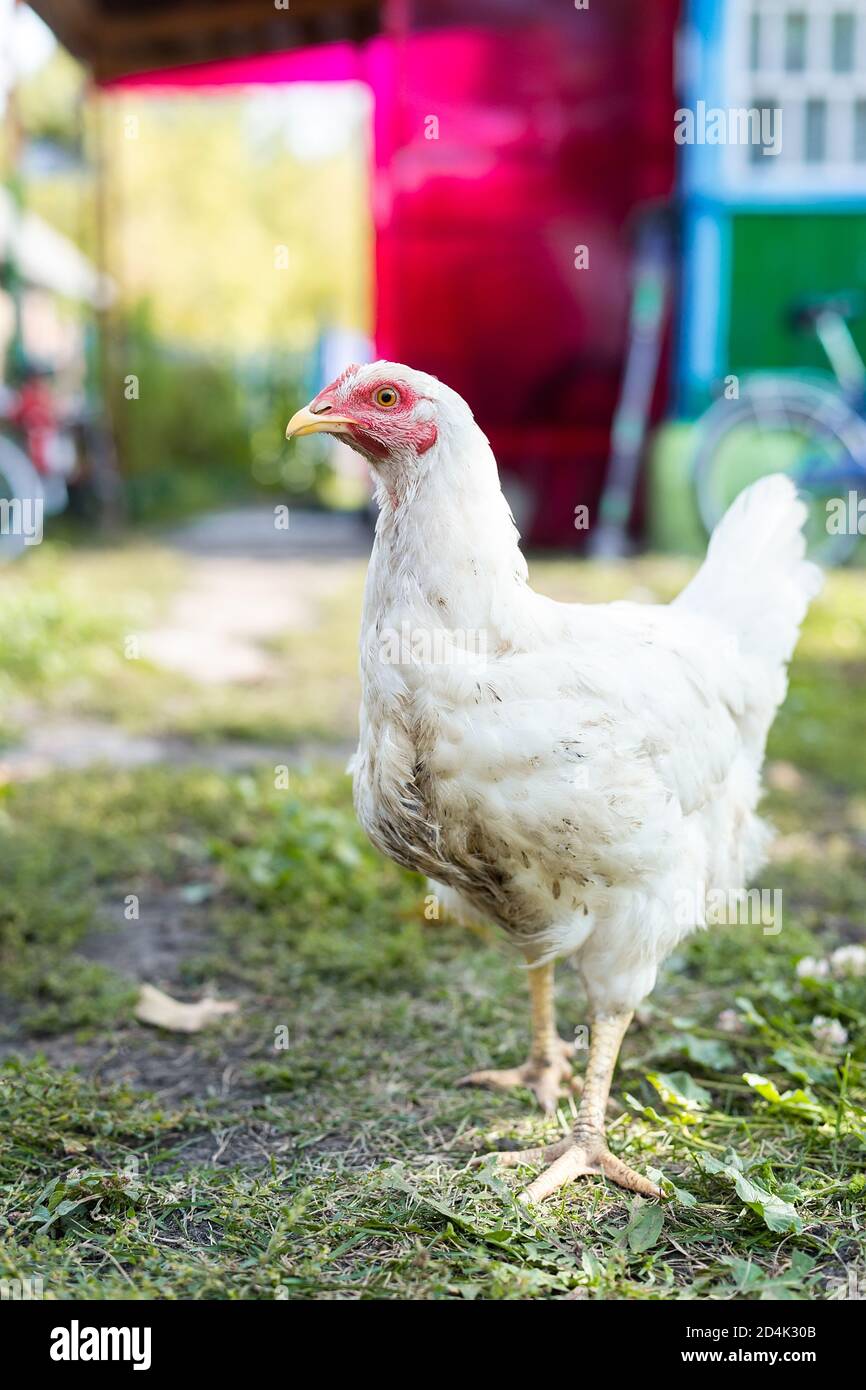 chicken in grass on a farm. white chicken hen that is out for a walk on ...