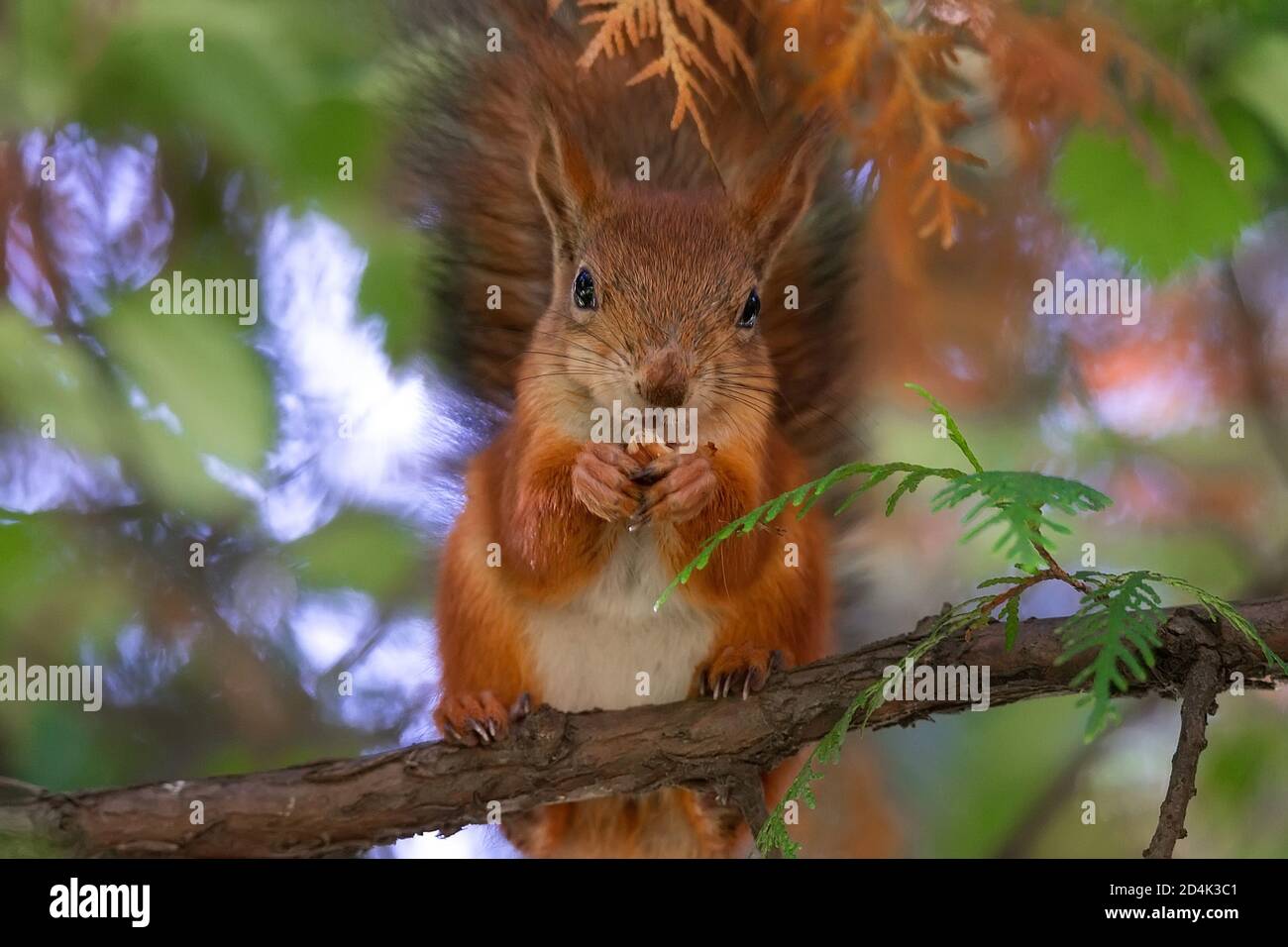 A wild squirrel eating in the green grass park Stock Photo - Alamy