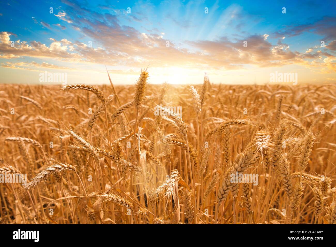 Wheat field. Ears of golden wheat close up. Beautiful Nature Sunset ...